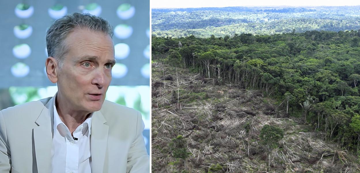 Reflorestar a Amazônia é mais produtivo do que criar gado, diz o ...