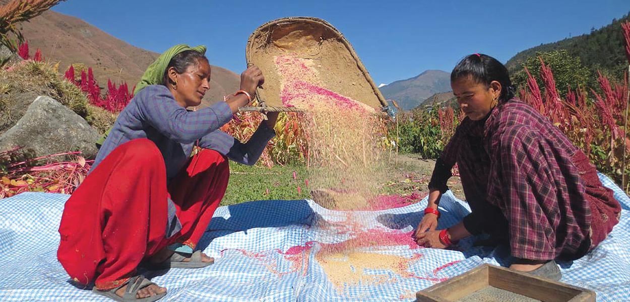 The superfoods of the Andes and the Himalaya | Nepali Times