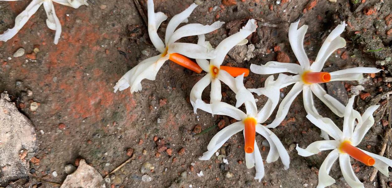 The legend behind the myth of Indra Jatra | Nepali Times