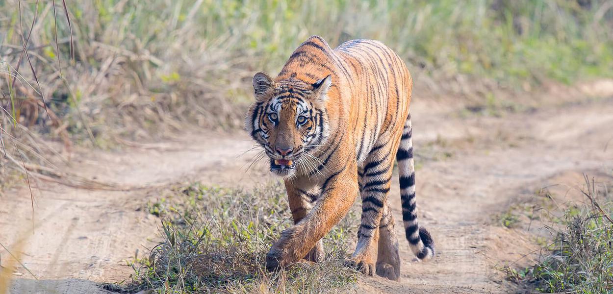 2 Nepal tiger reserves awarded | Nepali Times