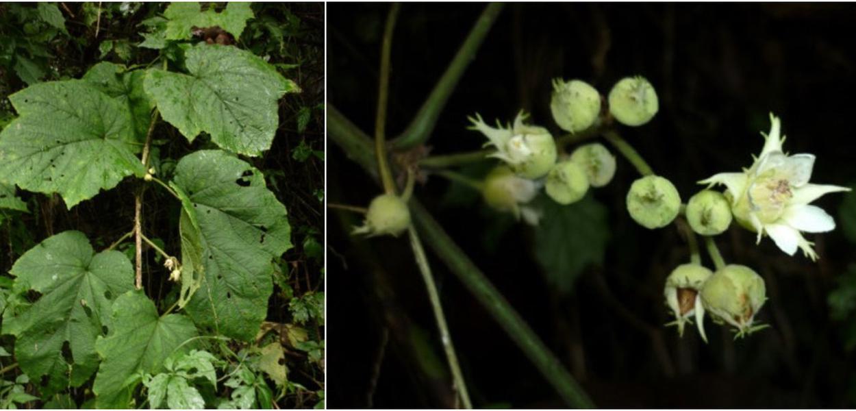 First of its kind raspberry in Nepal | Nepali Times