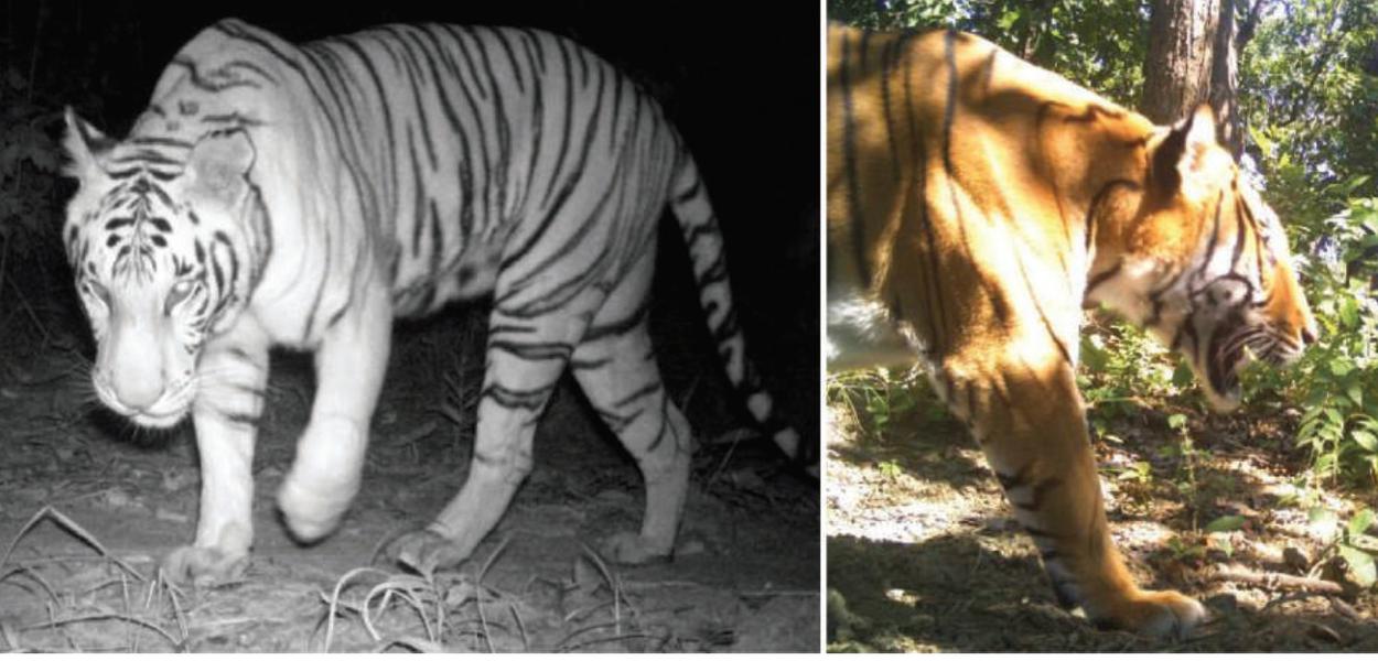 Tigers move up the Himalaya | Nepali Times