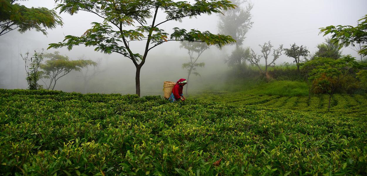 Getting high on High Mountain Tea | Nepali Times