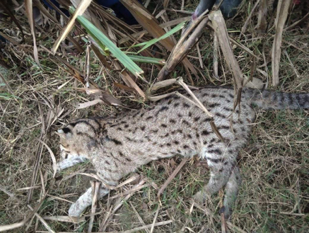 Curiosity did not kill these cats | Nepali Times