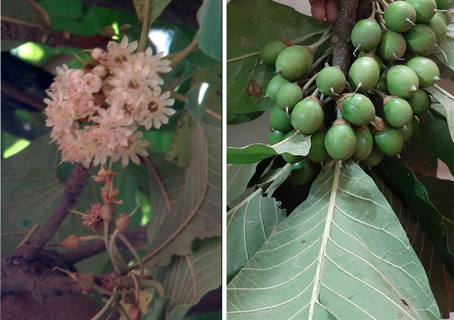 The Chiuri Boys of Makwanpur | Nepali Times