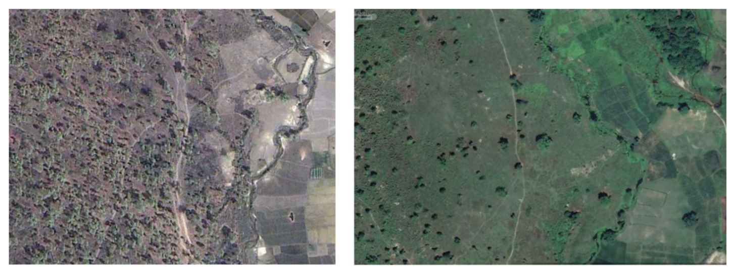 The Tarai’s shrinking forests | Nepali Times